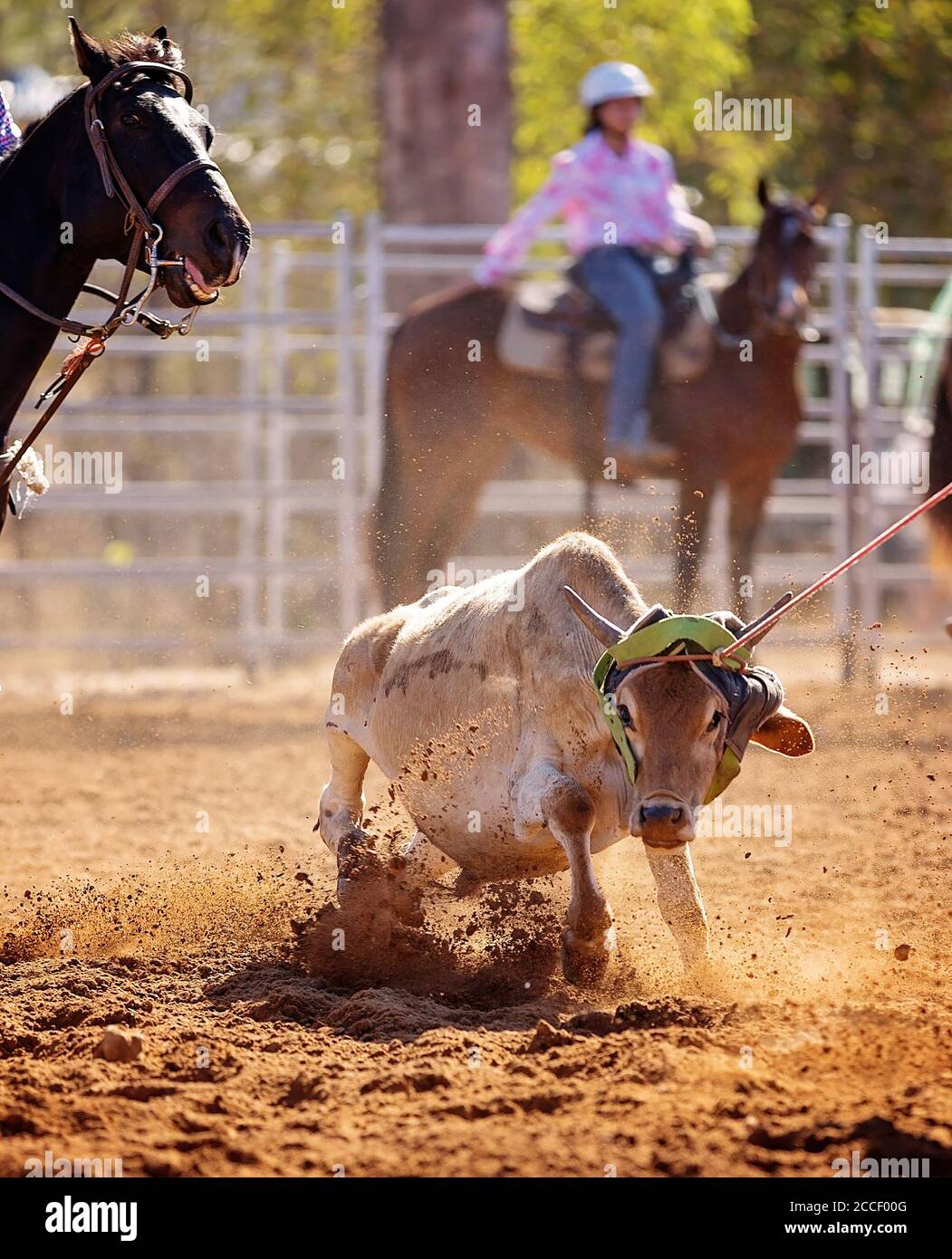 Calf being lassoed in a team calf roping event by cowboys at a country ...