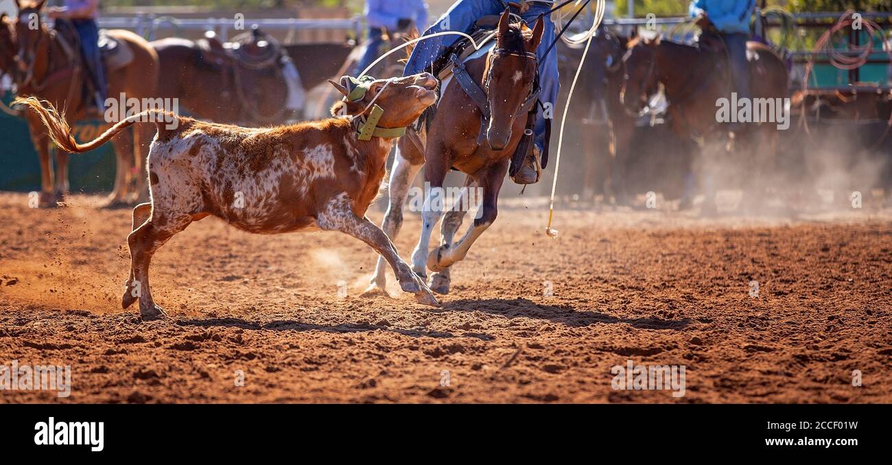 Calf being lassoed in a team calf roping event by cowboys at a country ...