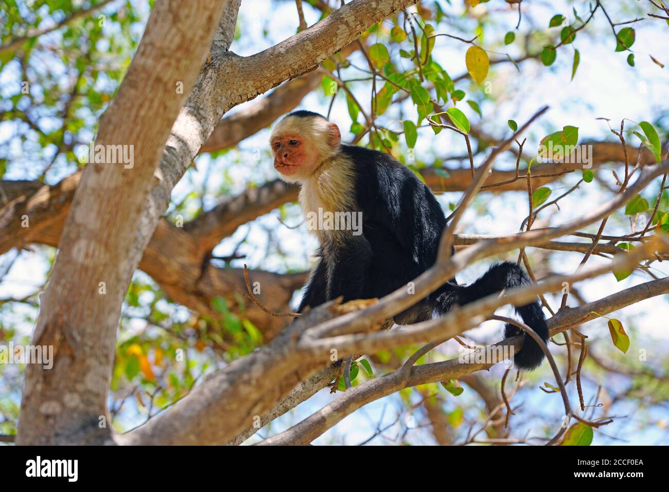 A white-headed capuchin monkey (cebus capucinus) on a tree in Peninsula ...