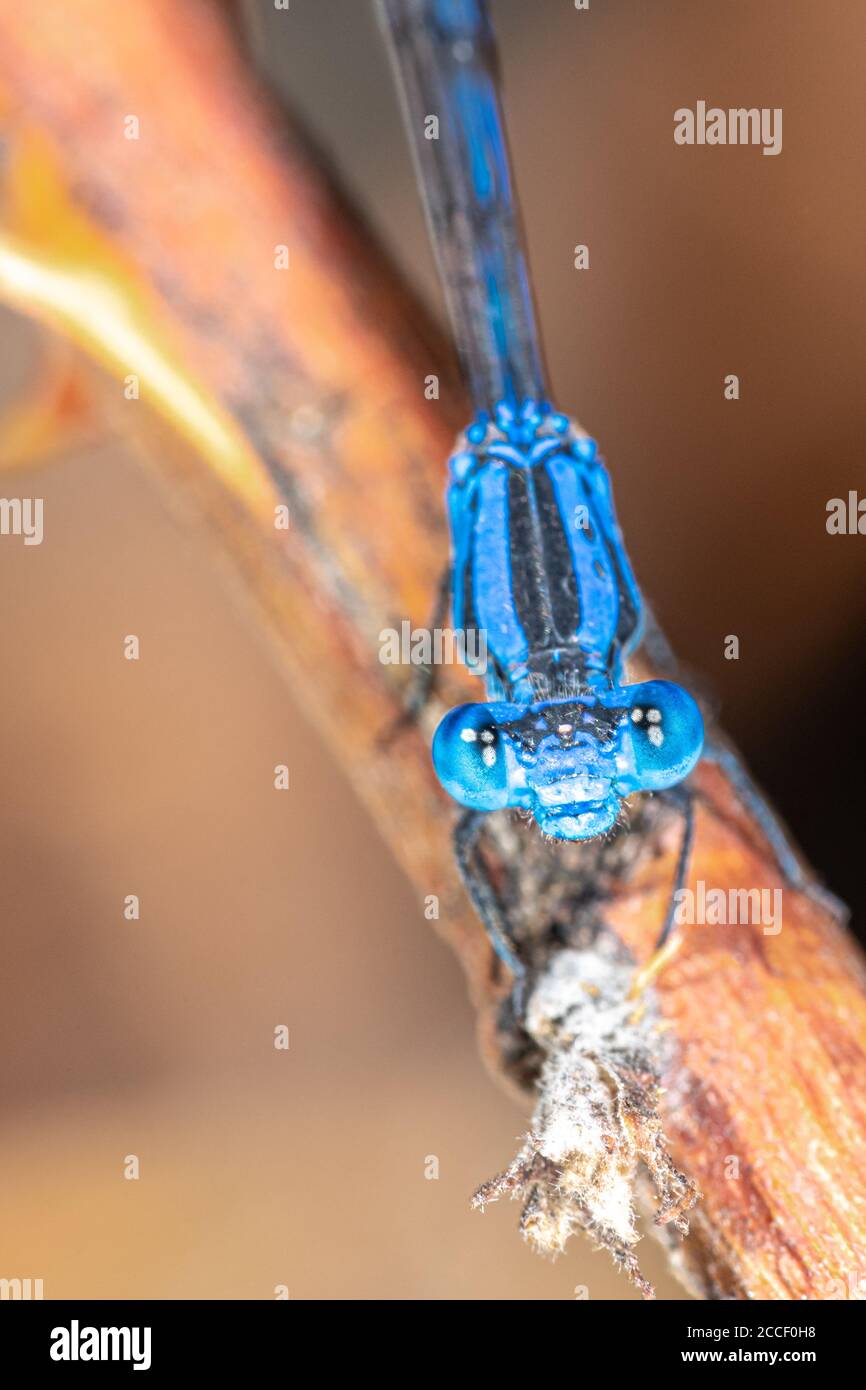 Vivid dancer male hi-res stock photography and images - Alamy