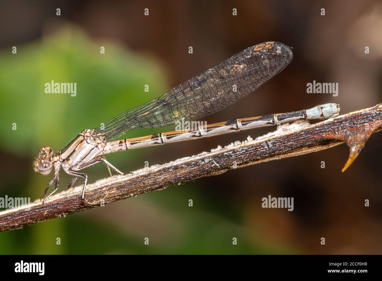 Vivid dancer hi-res stock photography and images - Alamy