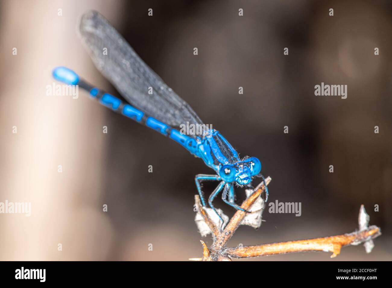 Vivid dancer male hi-res stock photography and images - Alamy