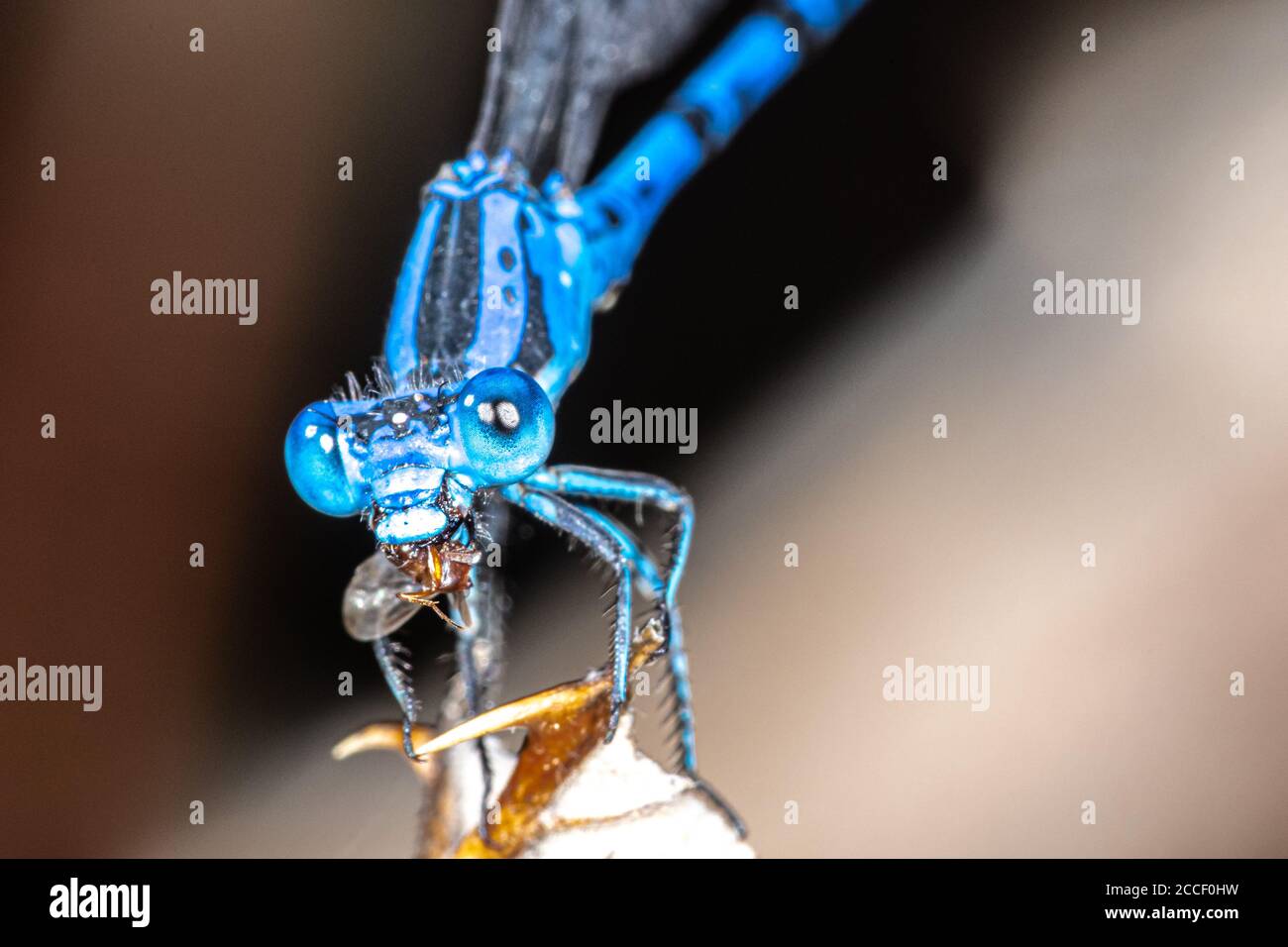 Vivid dancer male hi-res stock photography and images - Alamy
