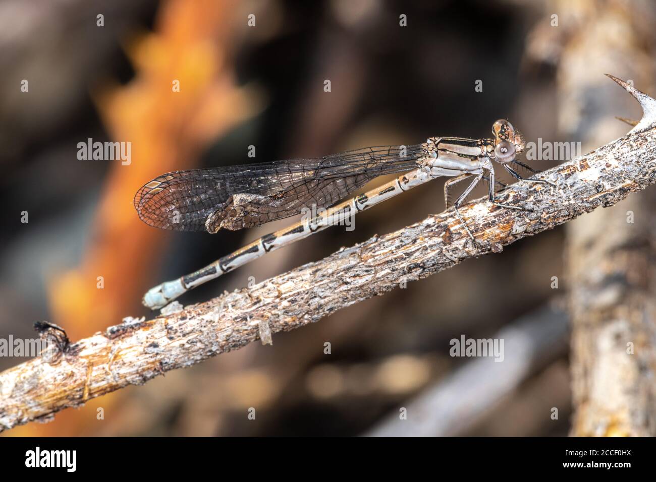 Vivid dancer damselfly hi-res stock photography and images - Alamy
