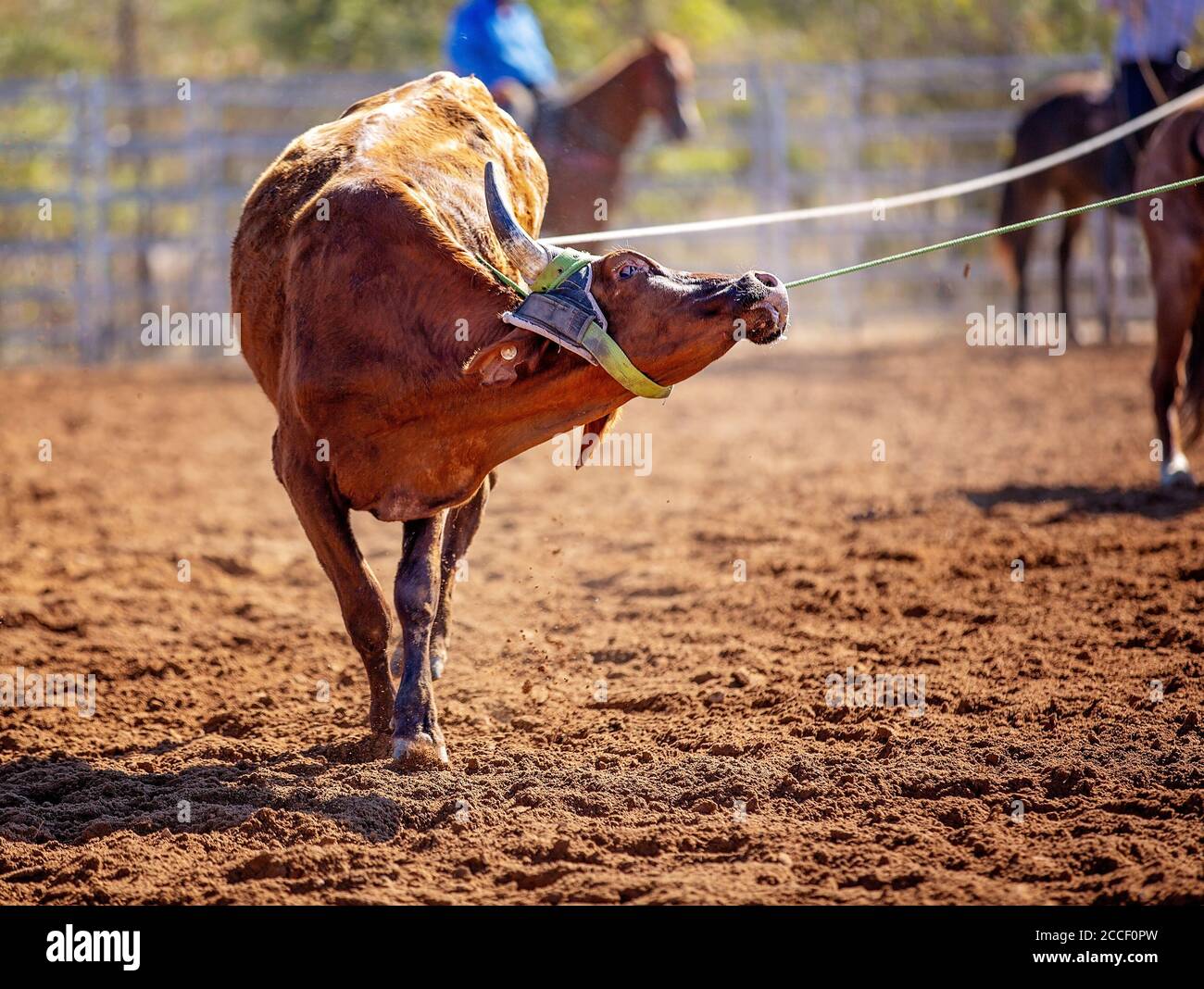 Calf being lassoed in a team calf roping event by cowboys at a country ...