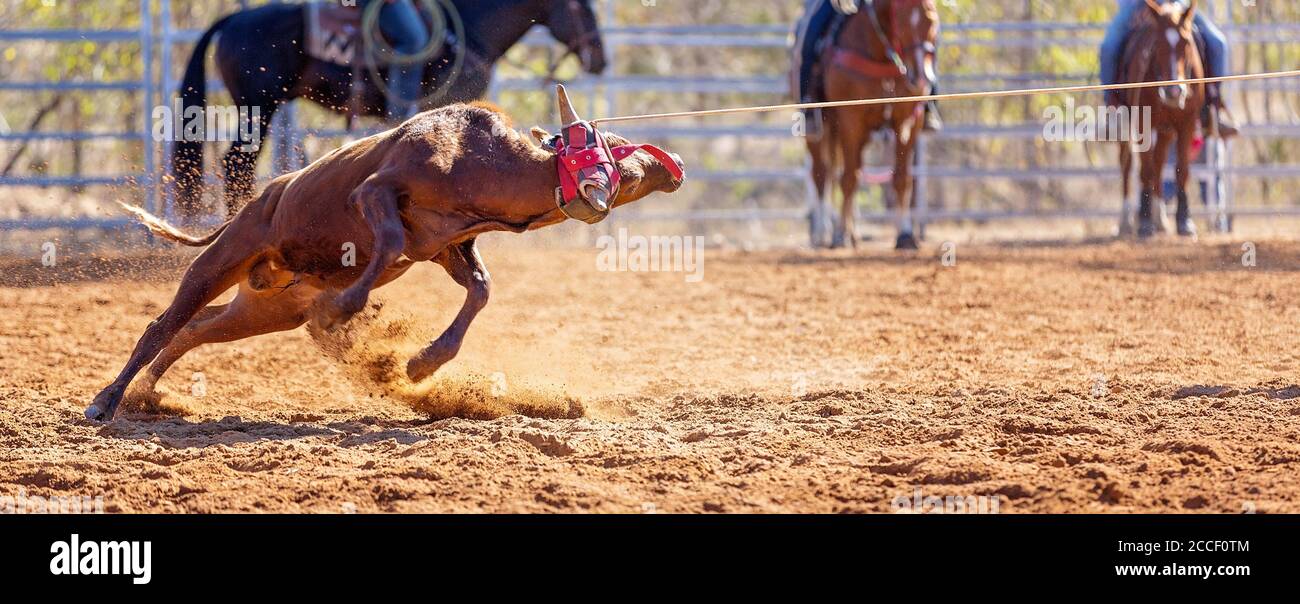 Calf being lassoed in a team calf roping event by cowboys at a country ...
