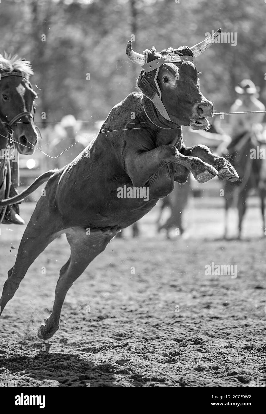 Calf roping event rodeo Black and White Stock Photos & Images - Alamy