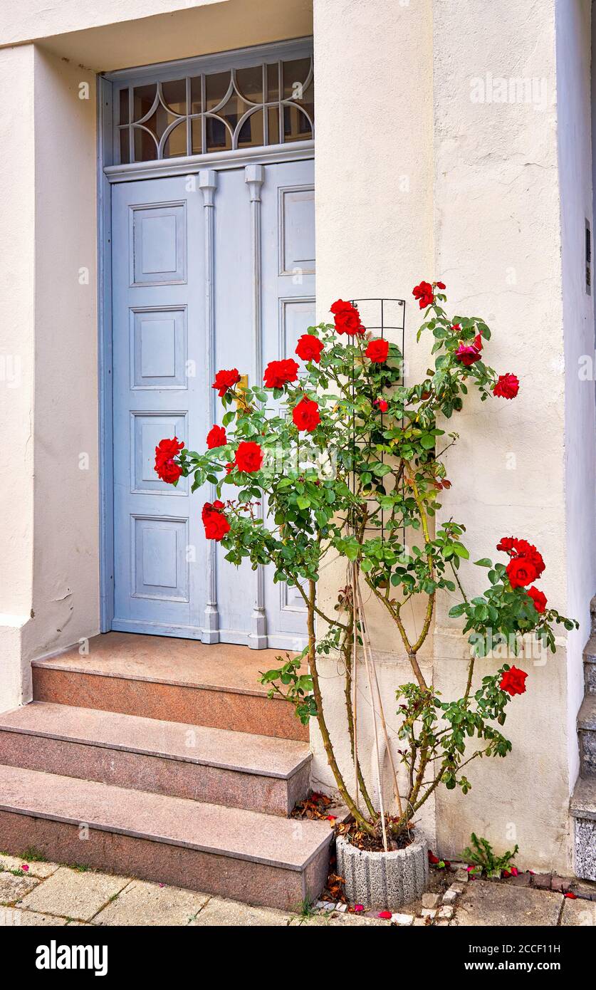 An old wooden front door with red roses Stock Photo - Alamy