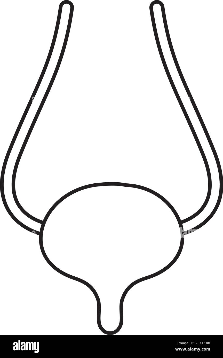 human body concept, bladder icon over white background, line style ...
