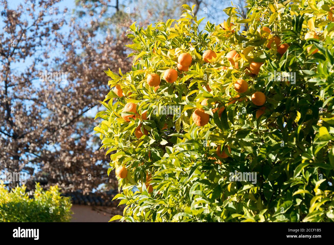 Spain, Granada, Alhambra, Partal, garden, orange tree Stock Photo - Alamy