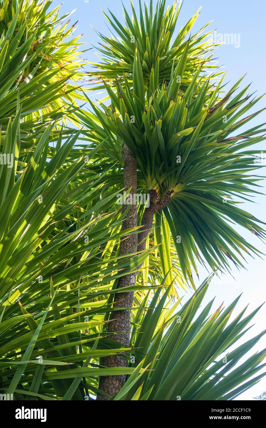 Spain, Granada, Alhambra, Partal, garden, palm tree Stock Photo - Alamy