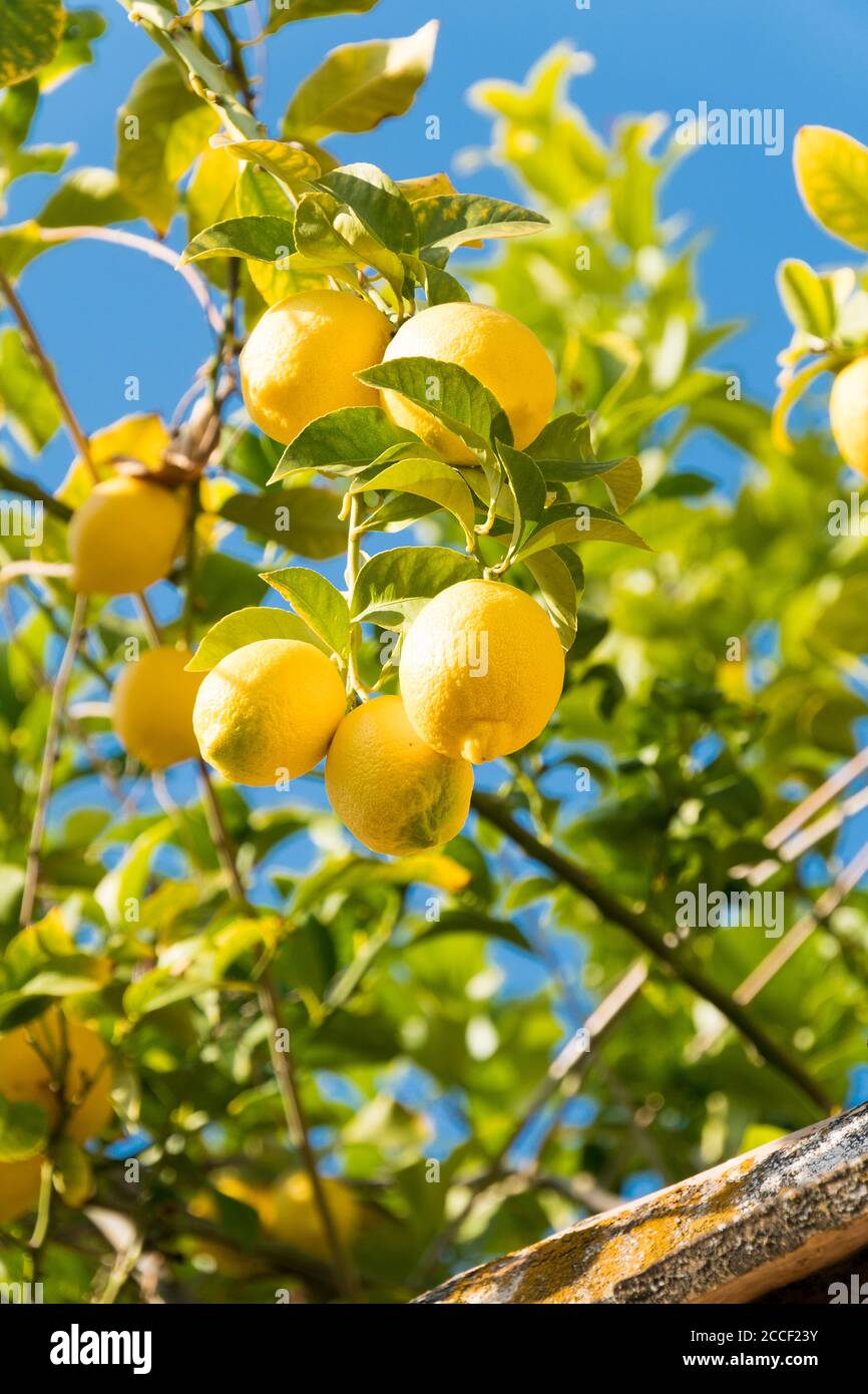 Spain, Granada, Albaicin, historic district, lemon trees Stock Photo ...
