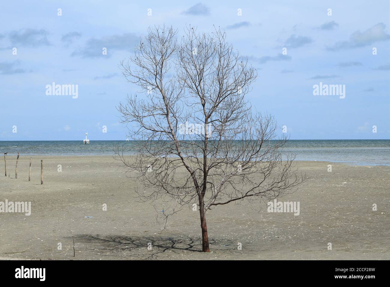 Dead tree on the beach Stock Photo - Alamy
