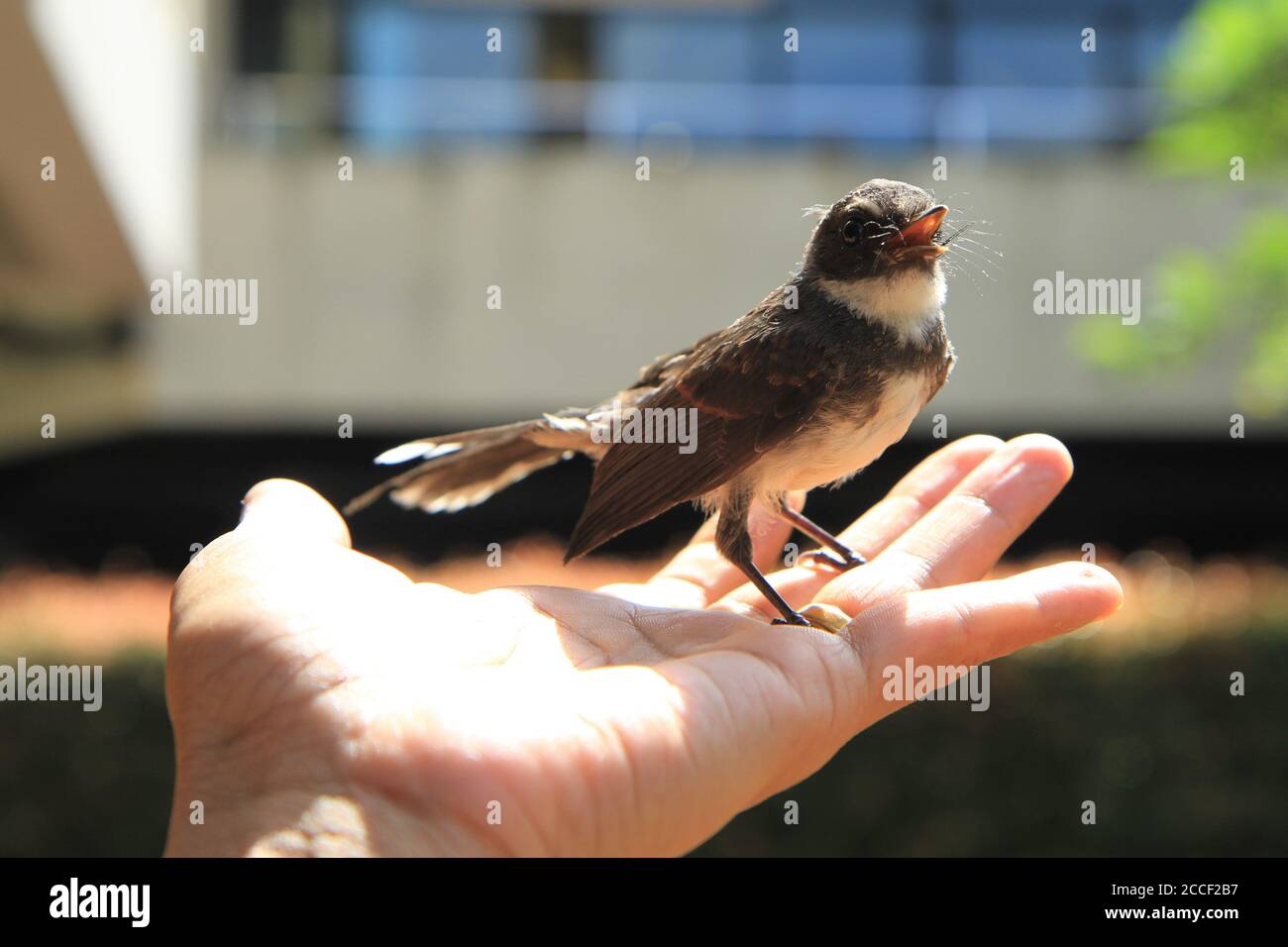 Martin bird on human hand Stock Photo - Alamy
