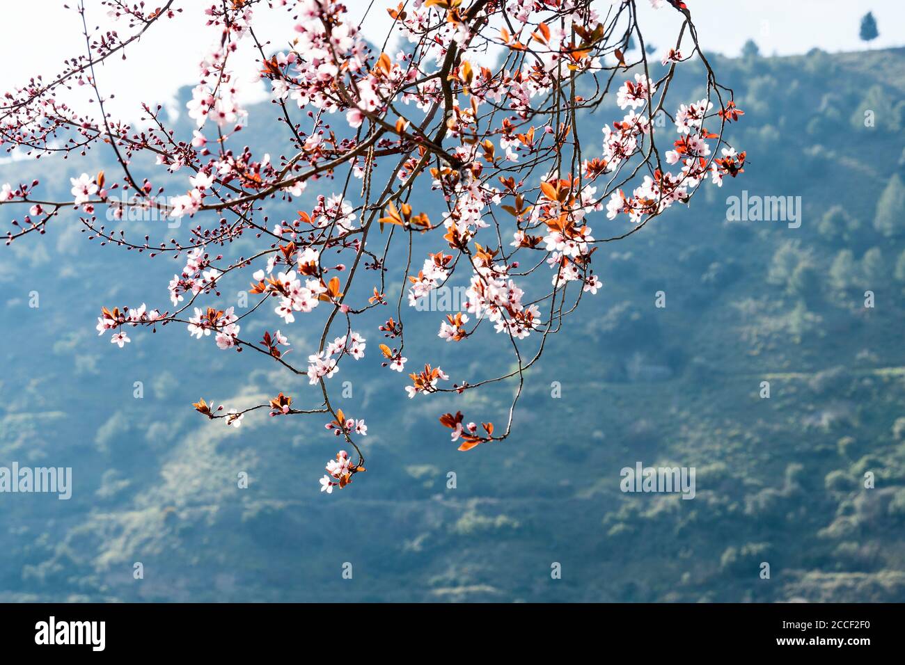 Spain, Granada, Sacromonte, Abadia del Sacromonte, monastery, tree ...