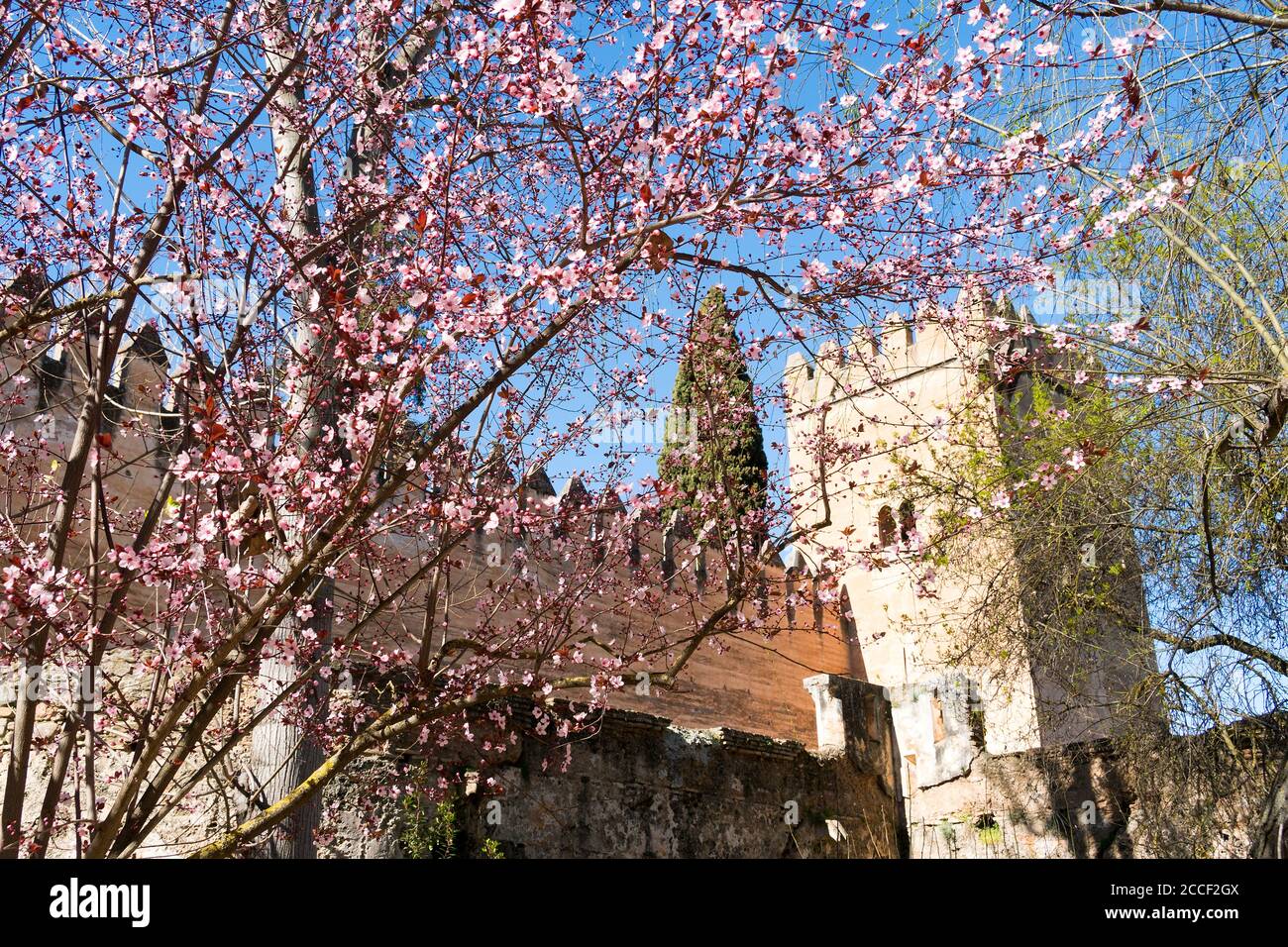 Spain, Granada, Alhambra, blossom, spring Stock Photo - Alamy