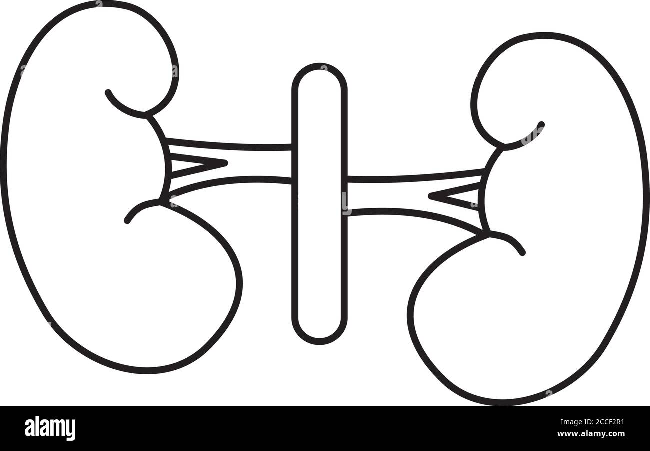 Kidney Black and White Stock Photos & Images - Alamy