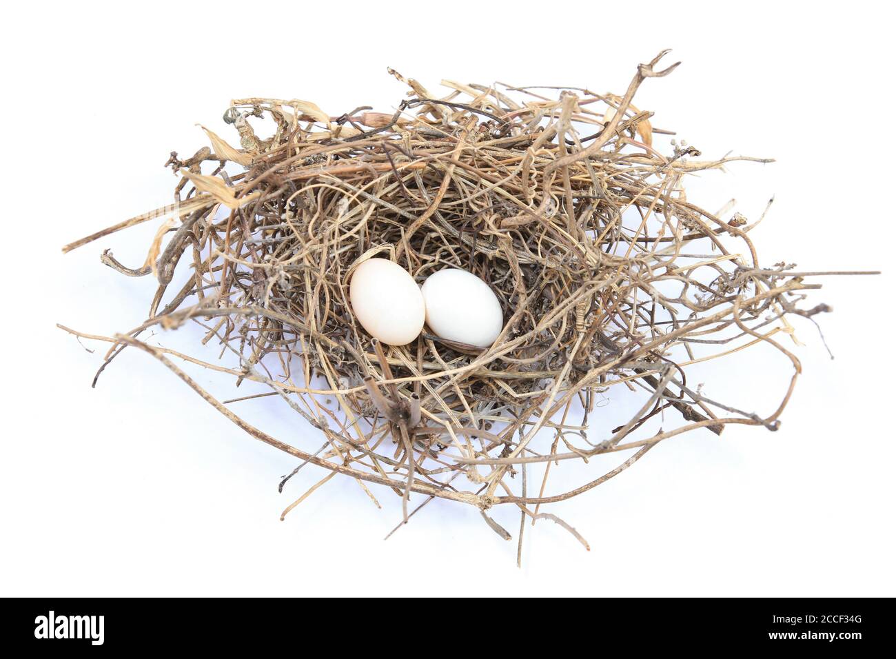 Bird nest with eggs inside isolated on white background Stock Photo - Alamy