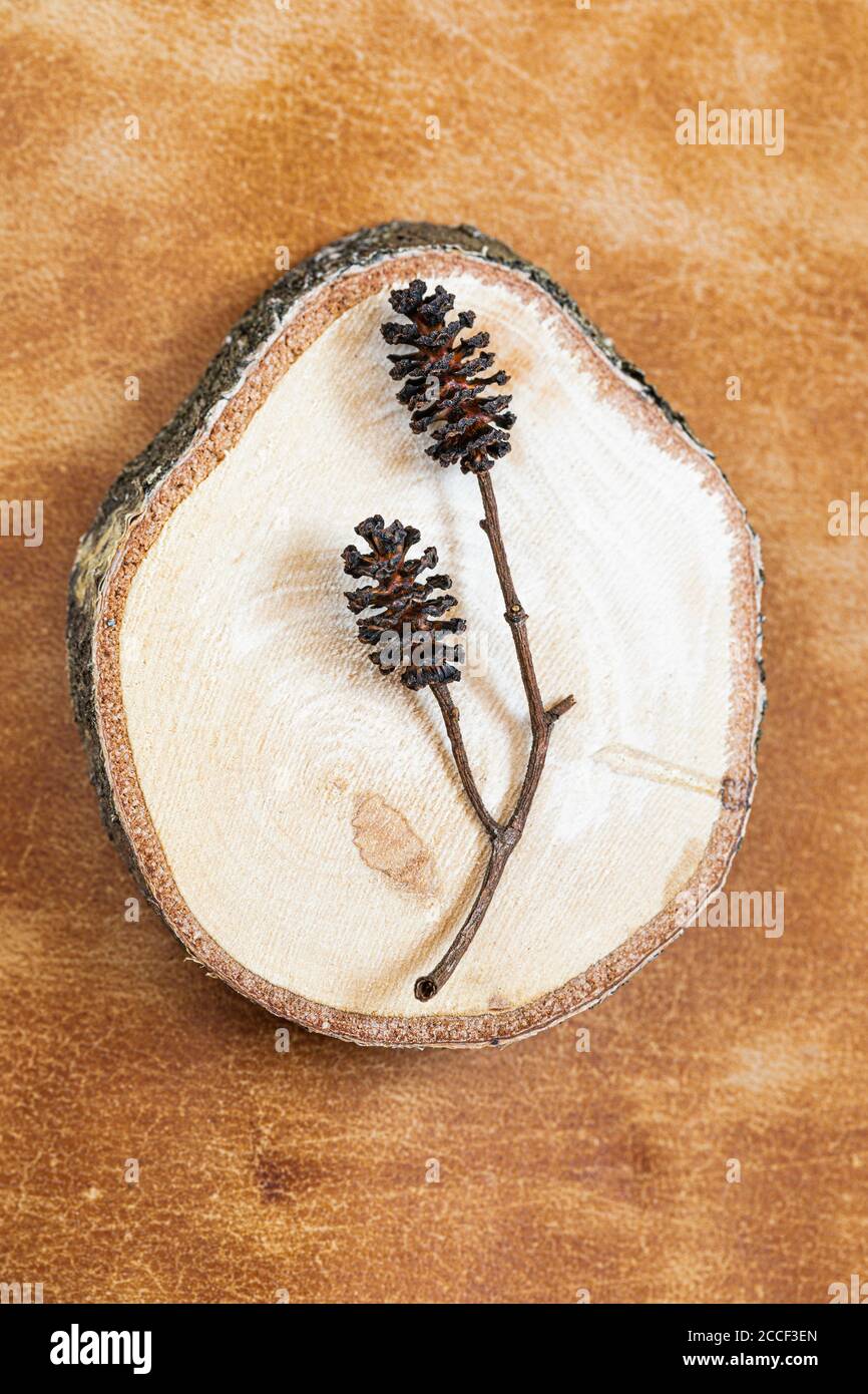 Black alder seeds on tree slice, still life from nature Stock Photo - Alamy