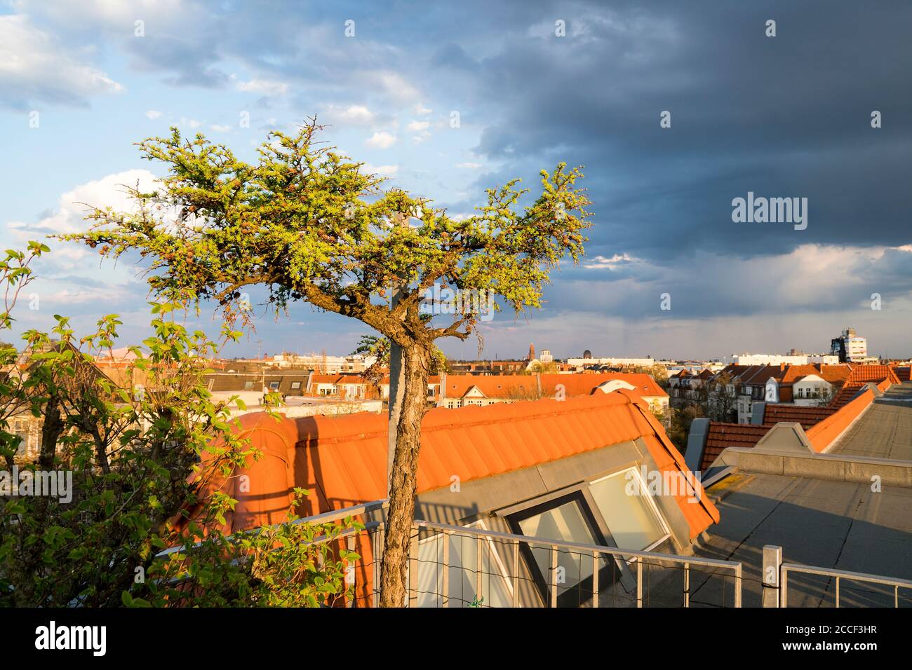 Berlin, attic, terrace, larch, Larix decidua, cones Stock Photo - Alamy