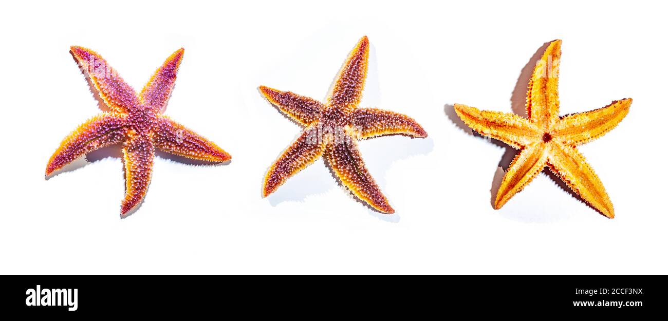 Three starfish on a white background Stock Photo - Alamy