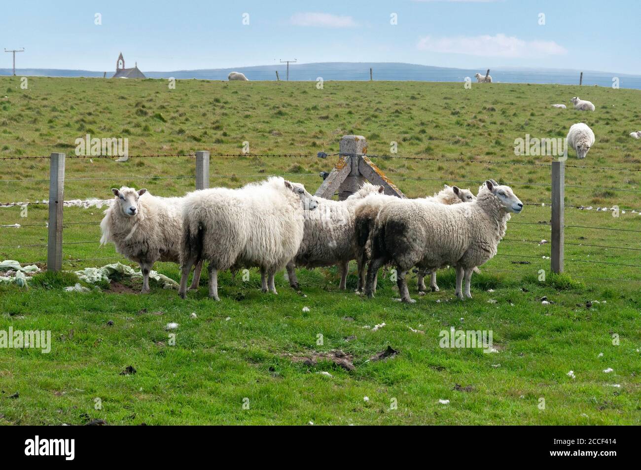 Sheep farm orkney islands hi-res stock photography and images - Alamy