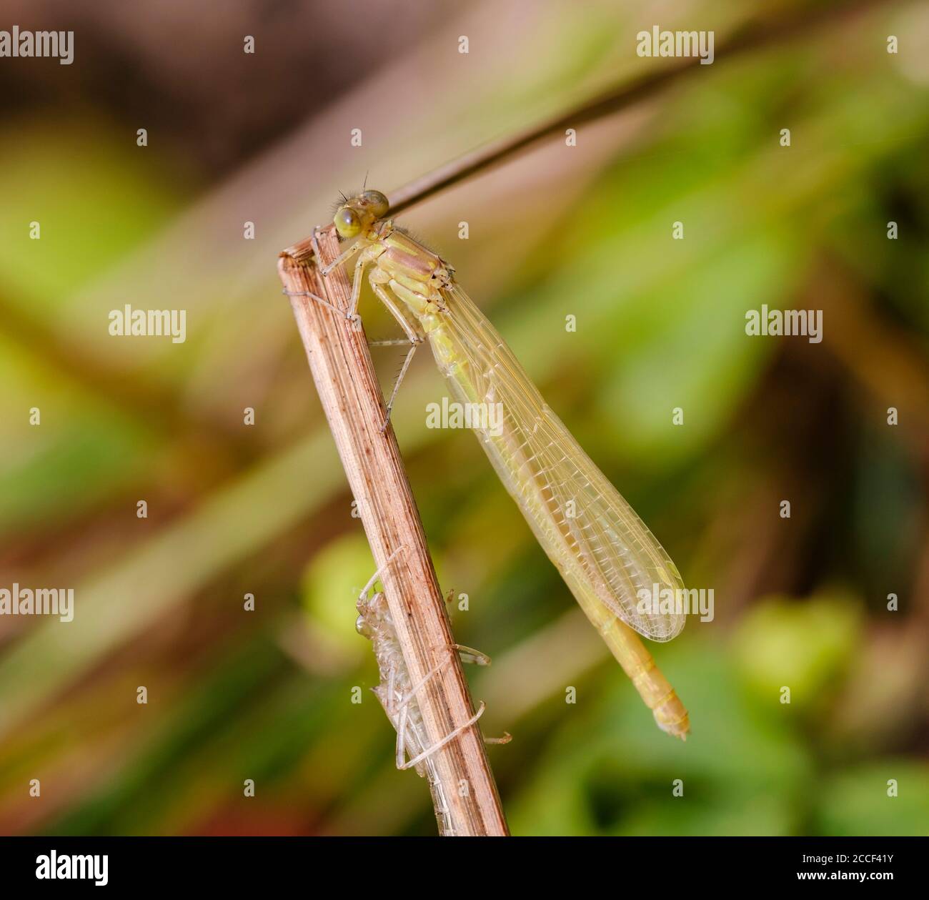 Zygoptera larva hi-res stock photography and images - Alamy