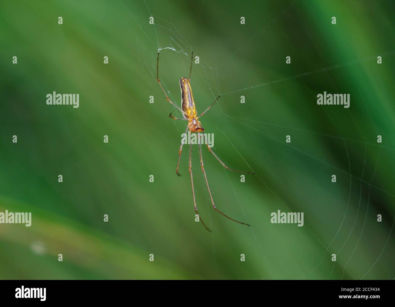 Spider spider (Tetragnatha) on tiller web, Pupplinger Au, Upper Bavaria ...
