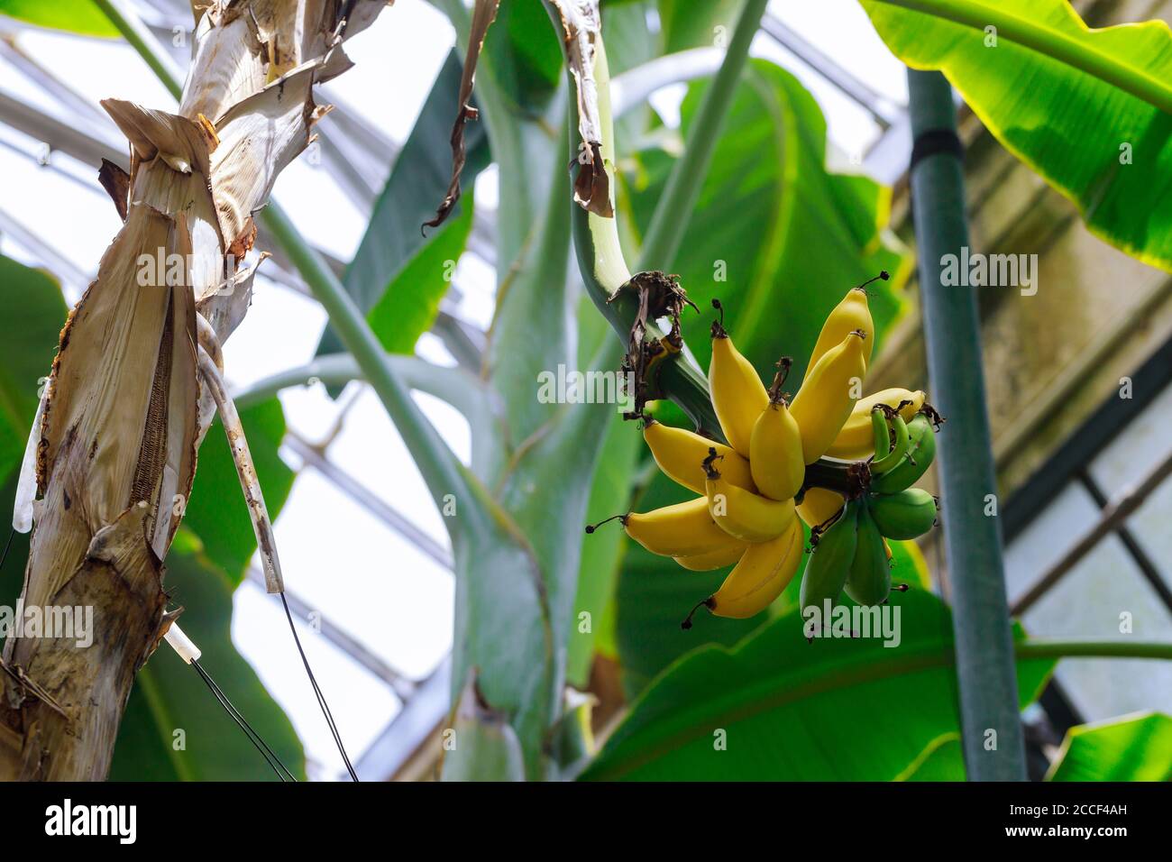 Ripe yellow banana bunch on the tree. Exotic fruits Stock Photo - Alamy