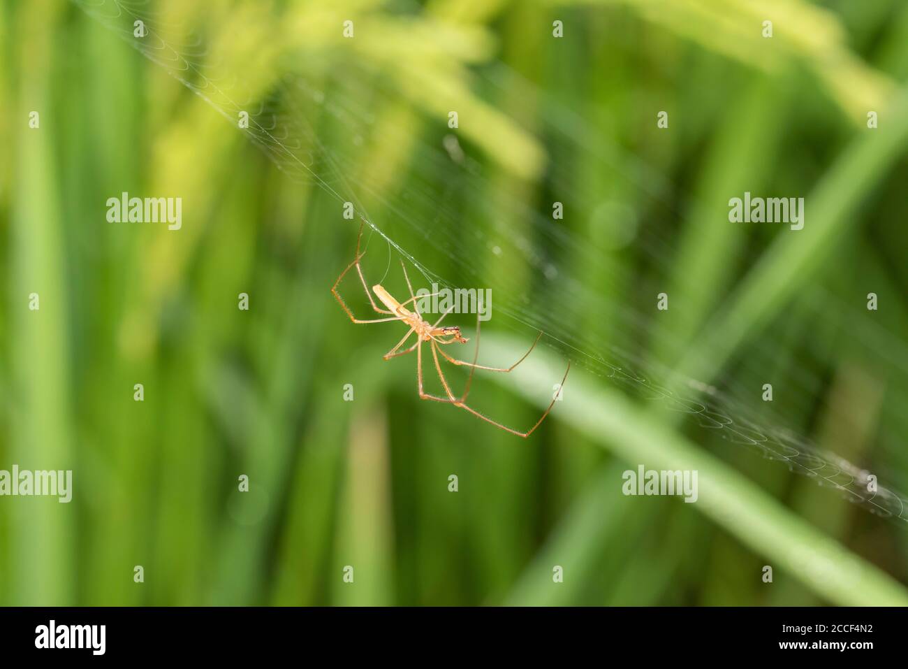Tetragnatha praedonia on rice plant, Isehara City, Kanagawa Prefecture ...
