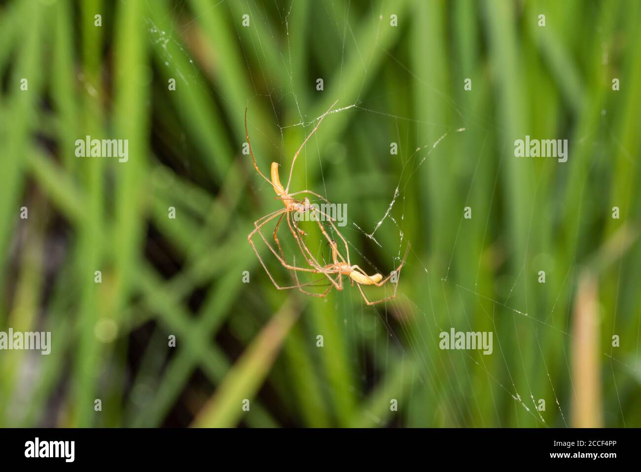 Fight of Tetragnatha praedonia on rice plant, Isehara City, Kanagawa ...