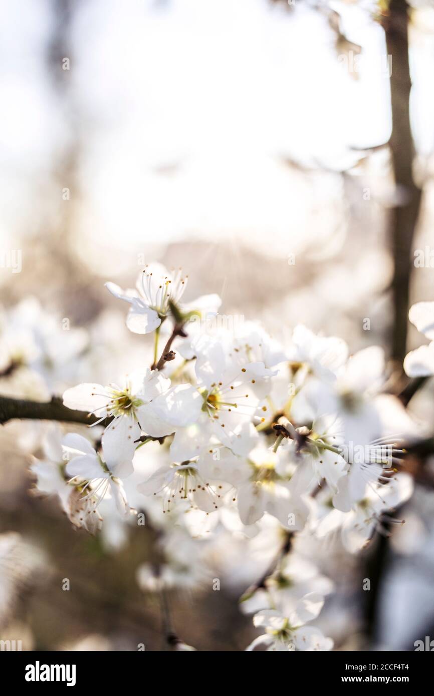 White woodland shrub hi-res stock photography and images - Alamy