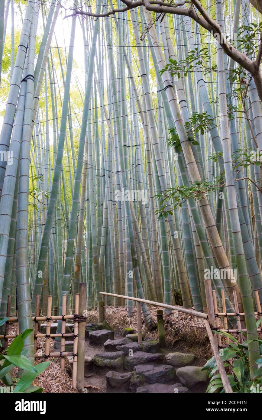 Bamboo forest monastery hi-res stock photography and images - Alamy