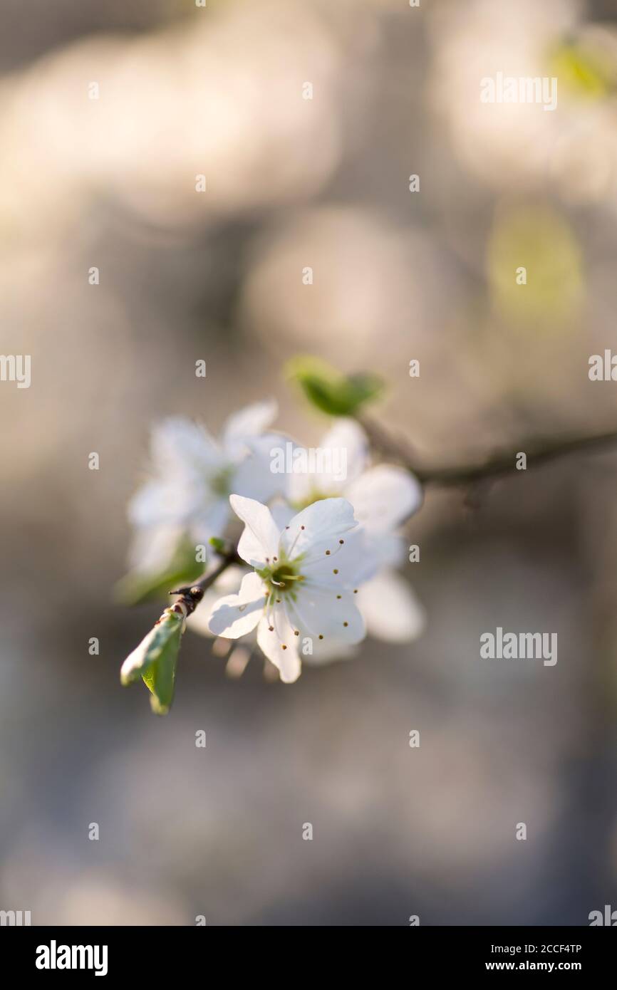 White flowering shrub in spring hi-res stock photography and images - Alamy