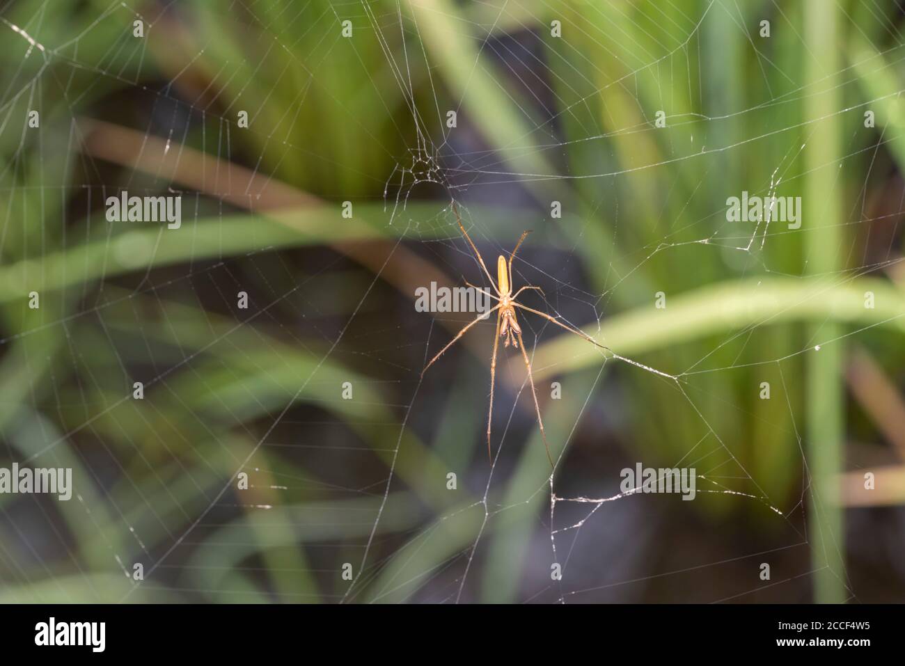 Tetragnatha praedonia on rice plant, Isehara City, Kanagawa Prefecture ...