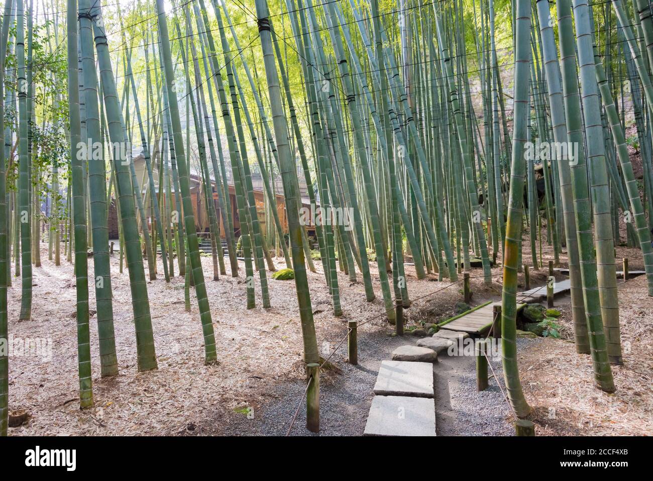 Kanagawa, Japan - Bamboo forest at Hokokuji Temple in Kamakura ...