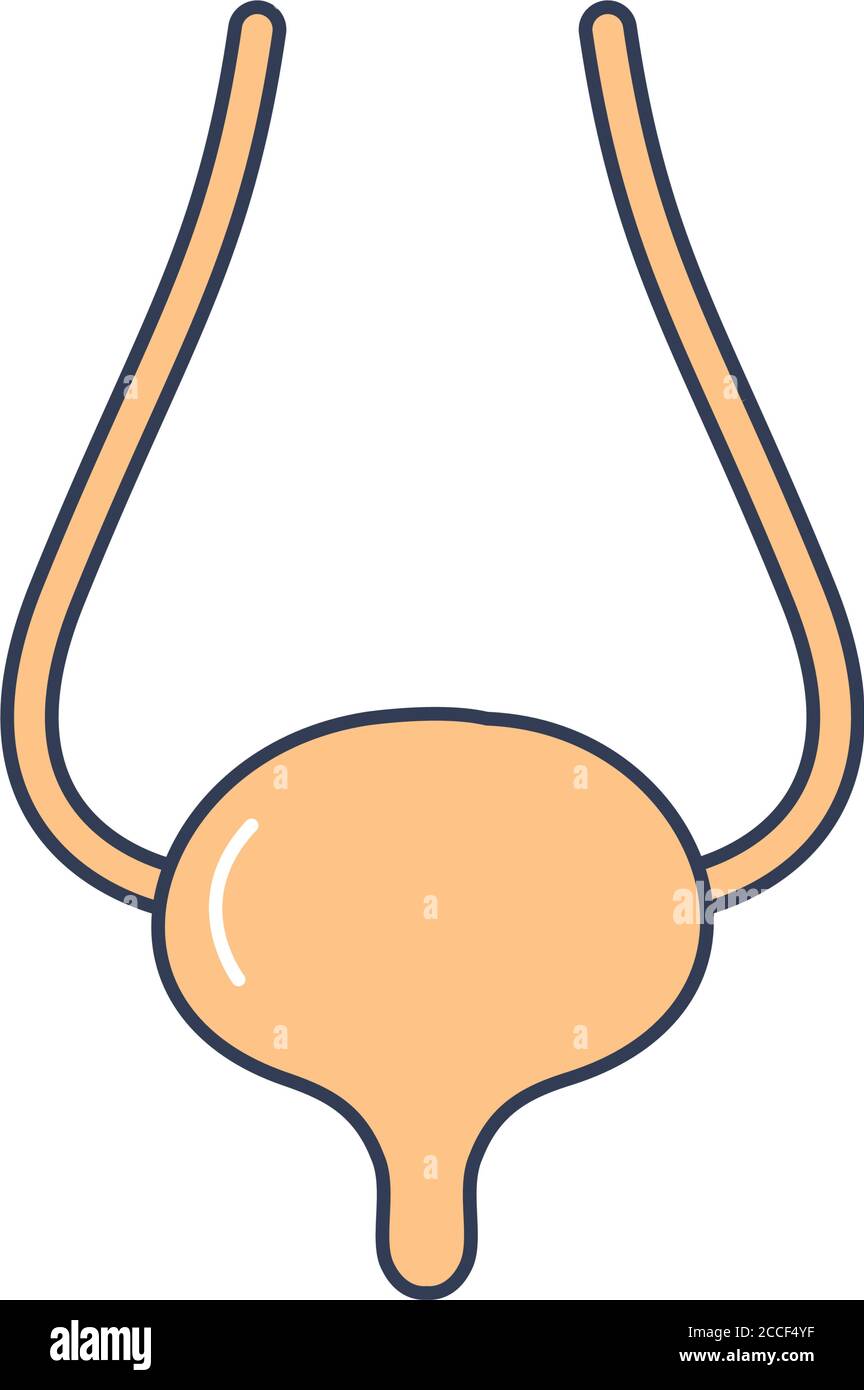 human body concept, bladder icon over white background, line fill style ...