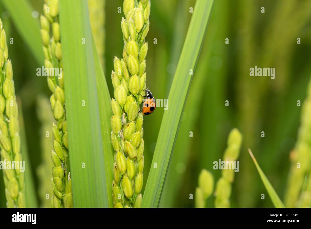 Seven-spotted ladybug (Coccinella septempunctata), on rice plant ...