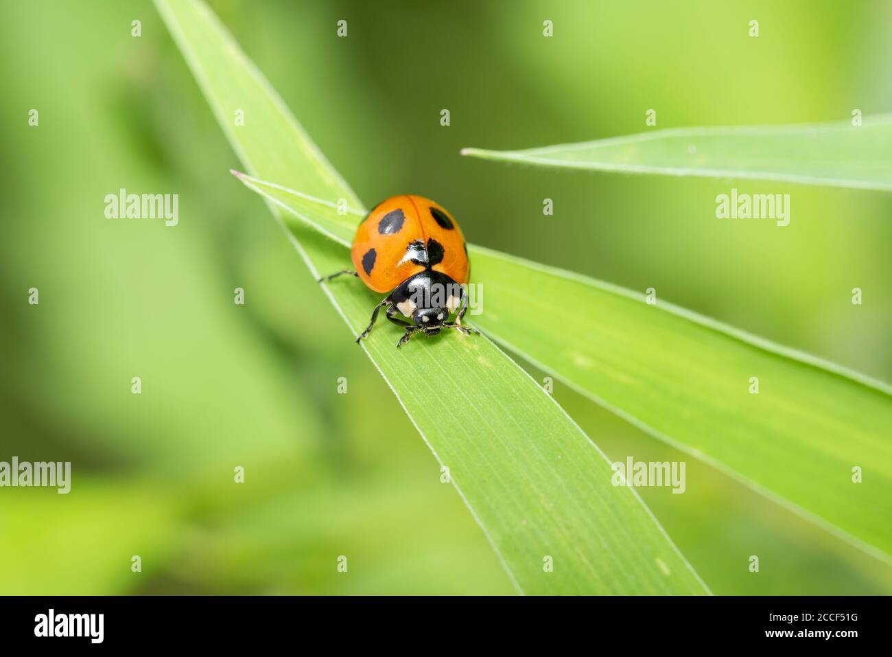Seven-spotted ladybug (Coccinella septempunctata), on rice plant ...