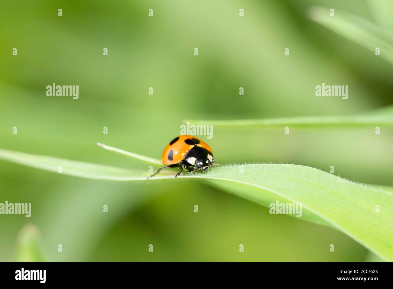 Seven-spotted ladybug (Coccinella septempunctata), on rice plant ...