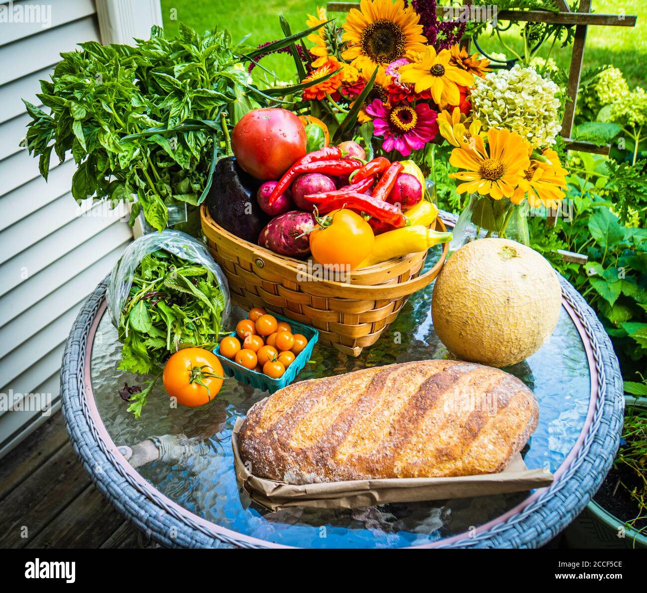Cantaloupe farm hi-res stock photography and images - Alamy