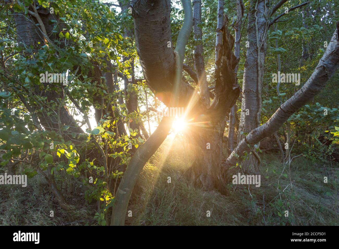 Beams of light between trees hi-res stock photography and images - Alamy