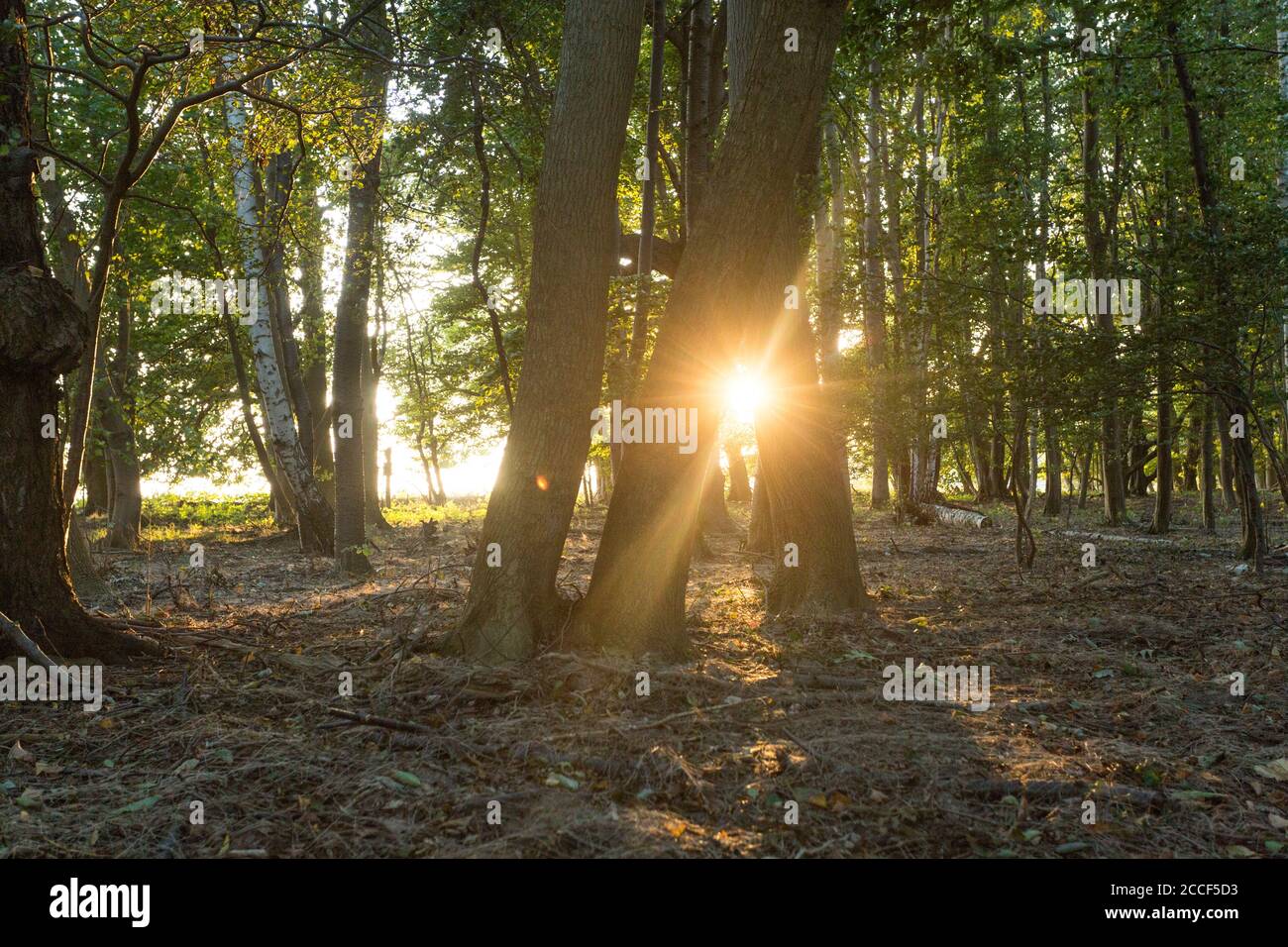 Evening sun shines between two trees in the forest Stock Photo - Alamy
