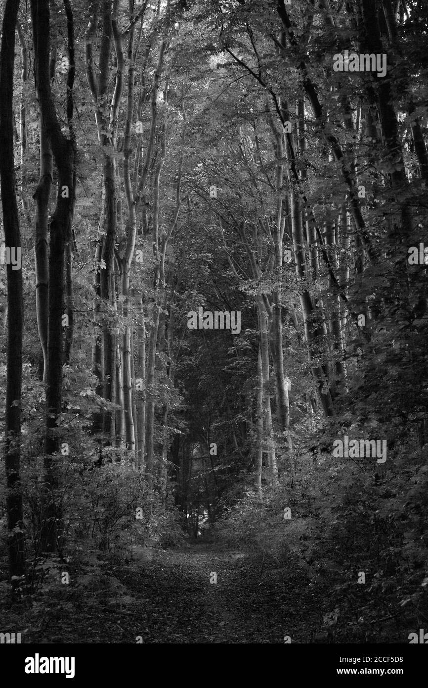 Scary forest path hi-res stock photography and images - Alamy