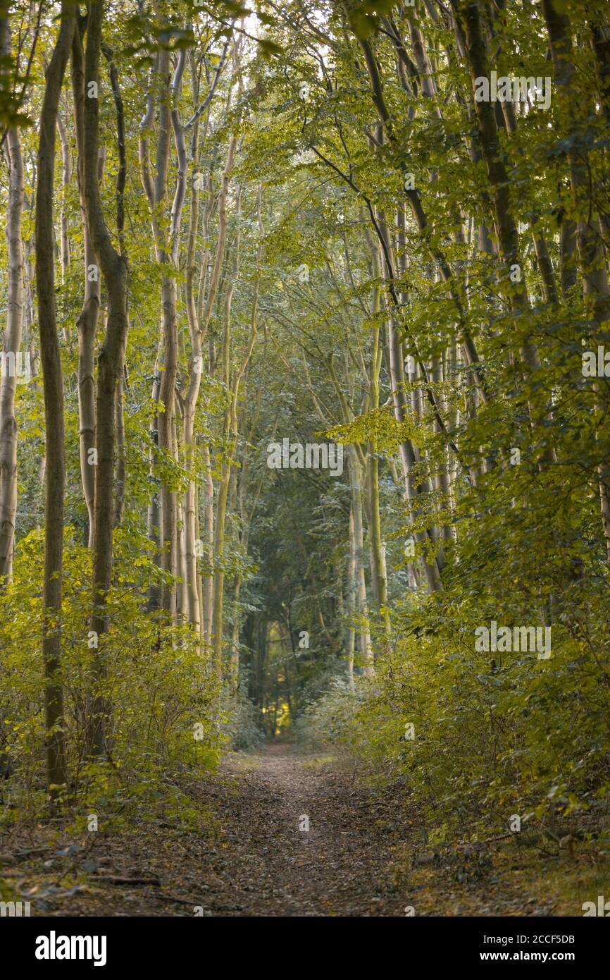 Path in gloomy forest hi-res stock photography and images - Alamy