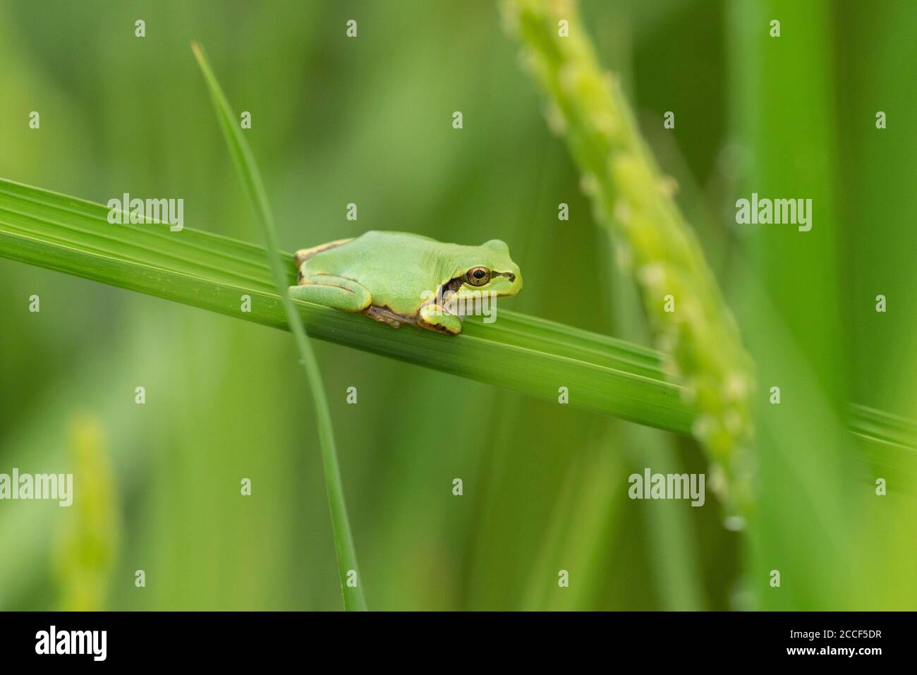 Japanese tree frog (Dryophytes japonicus), on rice plant, Isehara City ...