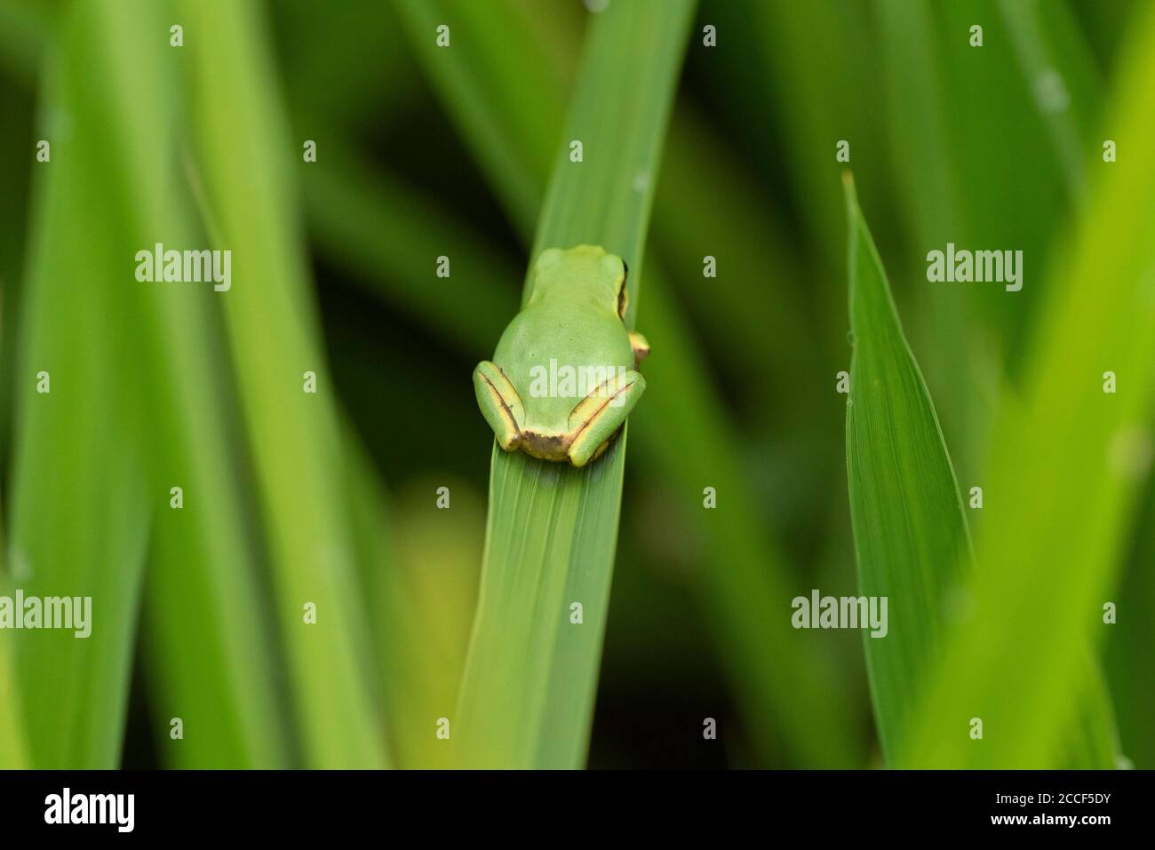 Japanese tree frog (Dryophytes japonicus), on rice plant, Isehara City ...