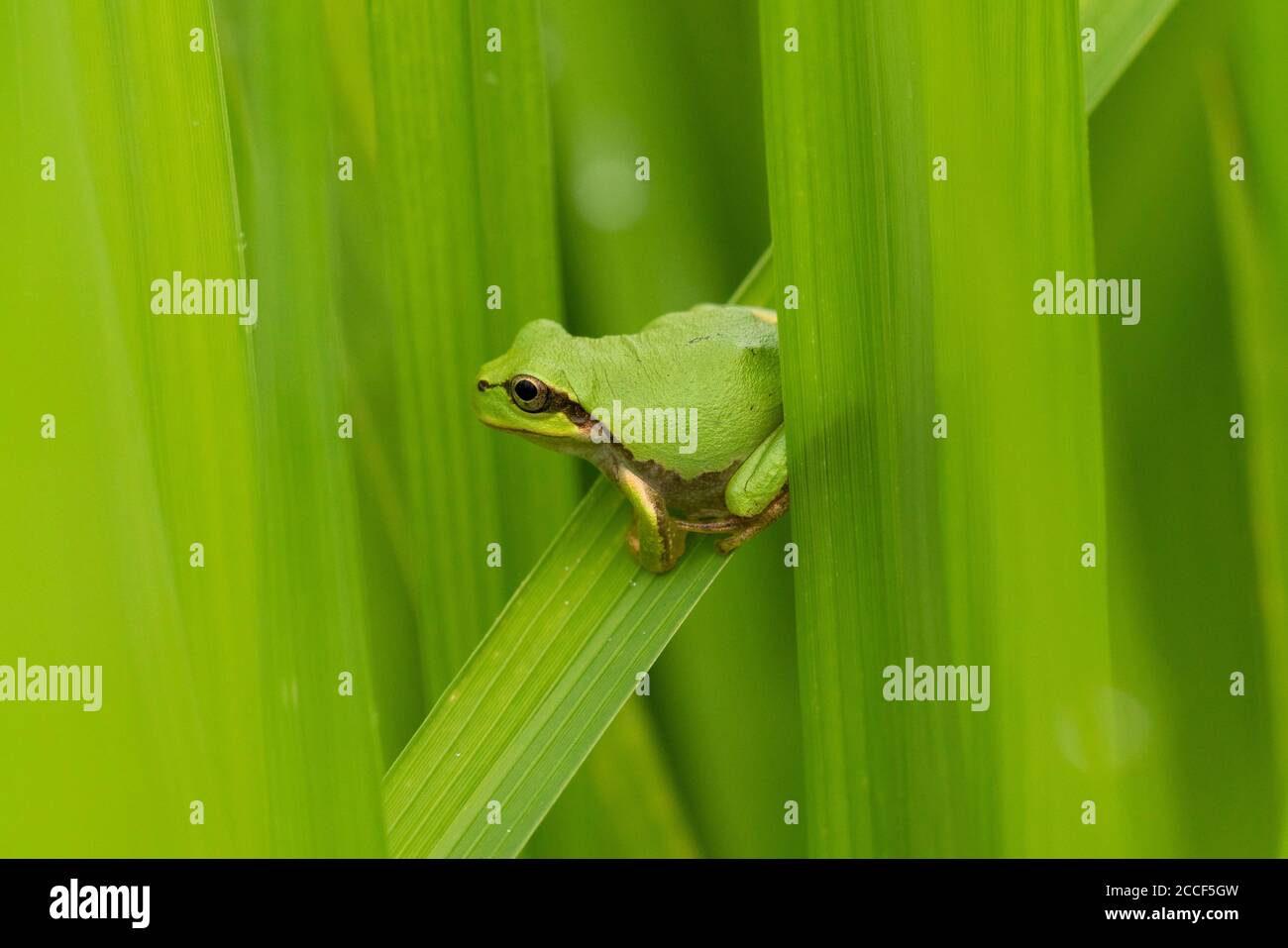 Japanese tree frog (Dryophytes japonicus), on rice plant, Isehara City ...