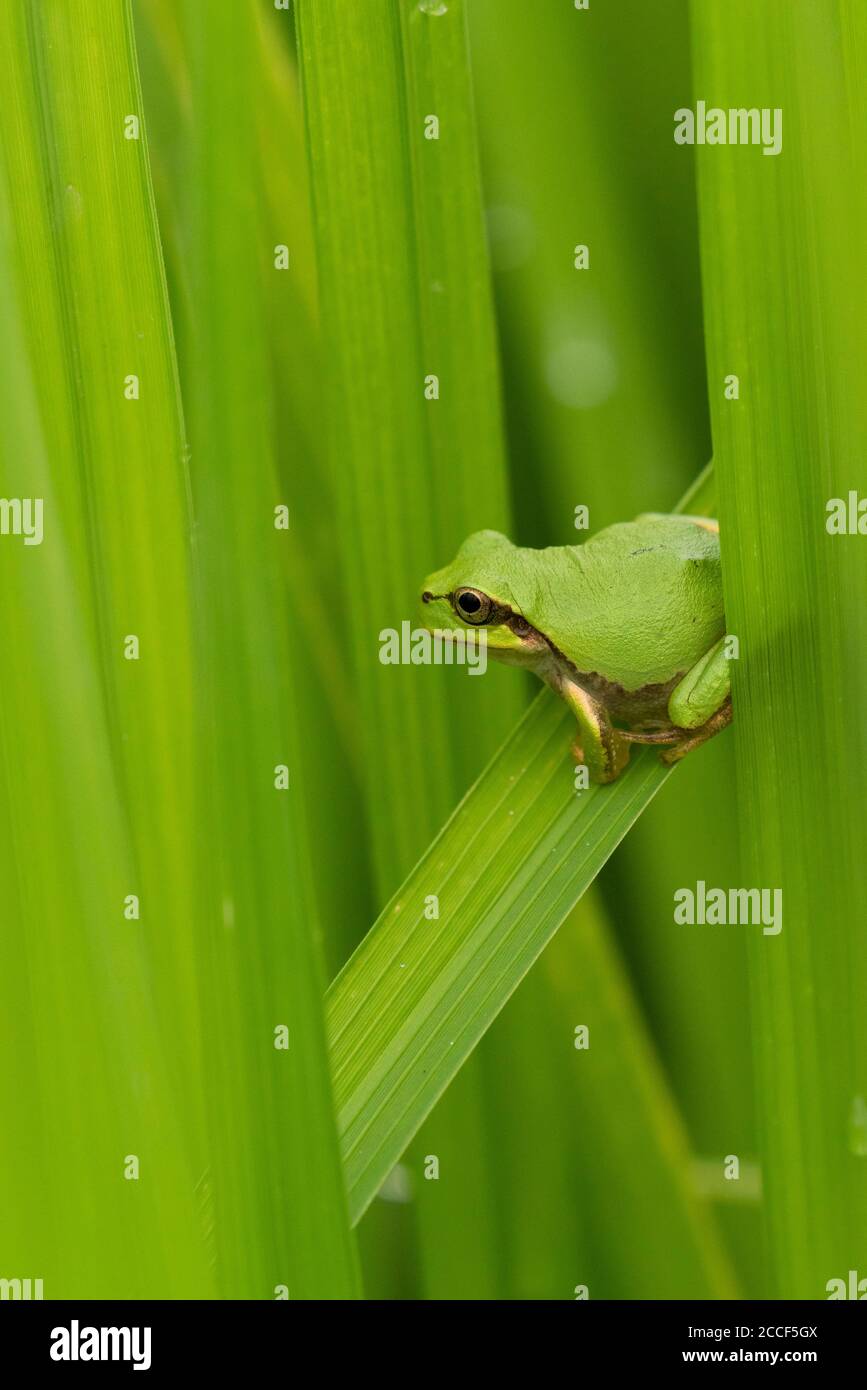 Japanese tree frog (Dryophytes japonicus), on rice plant, Isehara City ...