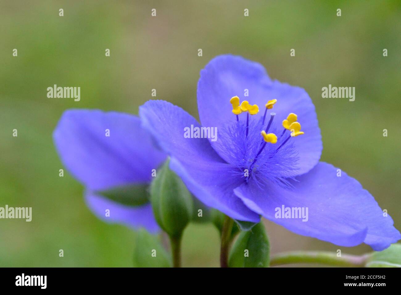 Non distracting hi-res stock photography and images - Alamy